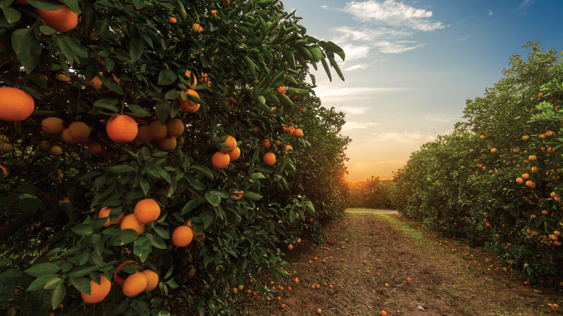 Mirisi - Osvježivači zraka i VIP auto mirisi